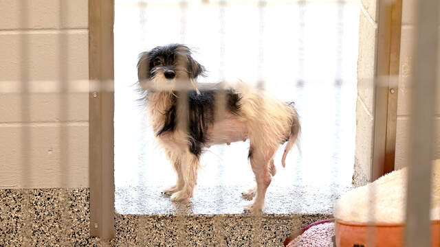 Bishop Animal Shelter adds 120 more dog kennels in expansion ...