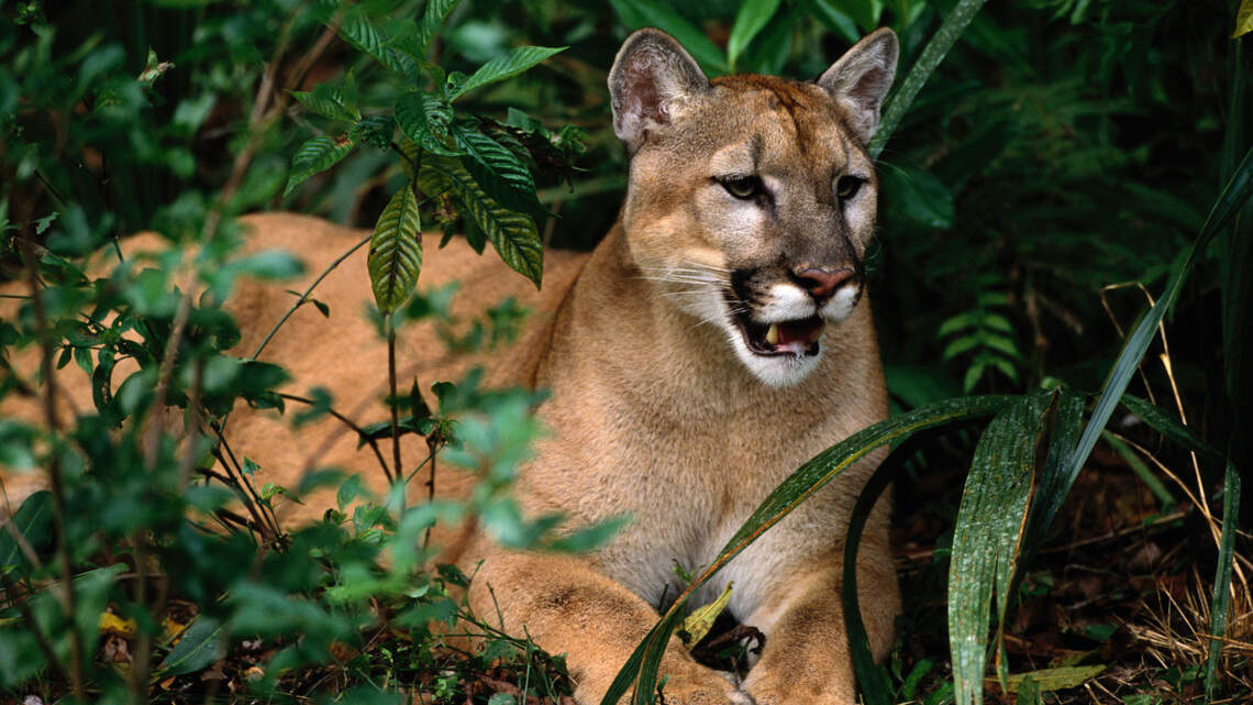 5 rare Florida animals in Manatee County nature preserves | Bradenton ...