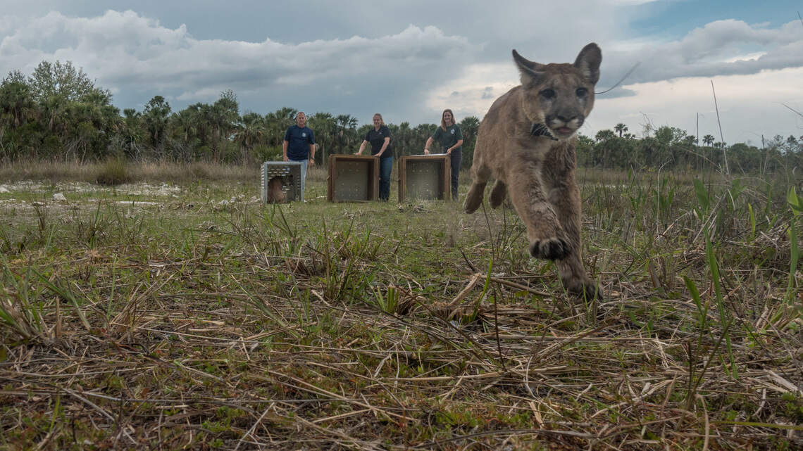 The hope of Florida’s wildlife corridor: Can it help save the ...